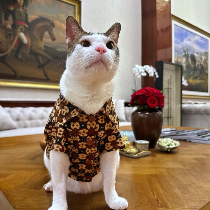 Cute Banget Sih, 5 Potret Bobby Kertanegara Jadi Kucing Paling Dicari ... Cute Banget Sih, 5 Potret Bobby Kertanegara Jadi Kucing Paling Dicari ...