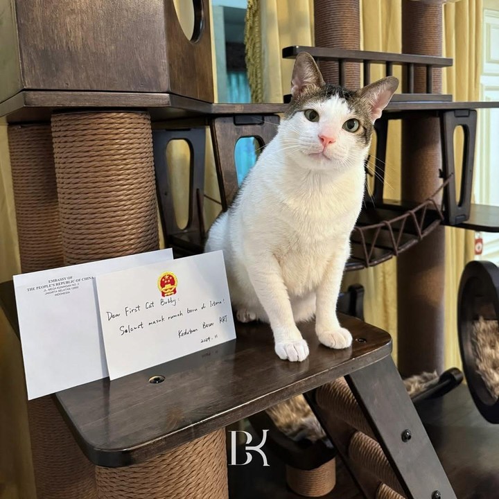 Cute Banget Sih, 5 Potret Bobby Kertanegara Jadi Kucing Paling Dicari ... Cute Banget Sih, 5 Potret Bobby Kertanegara Jadi Kucing Paling Dicari ...