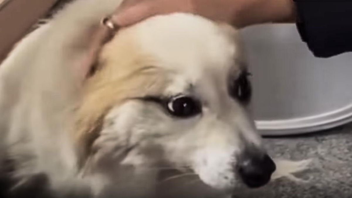 "Pudding: A Faithful Dog Waits for His Family After Drowning in Jeju ...