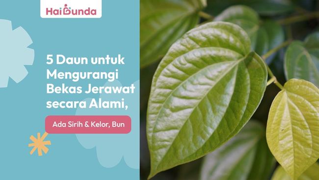 5 Daun untuk Mengurangi Bekas Jerawat secara Alami, Ada Sirih & Kelor, Bun