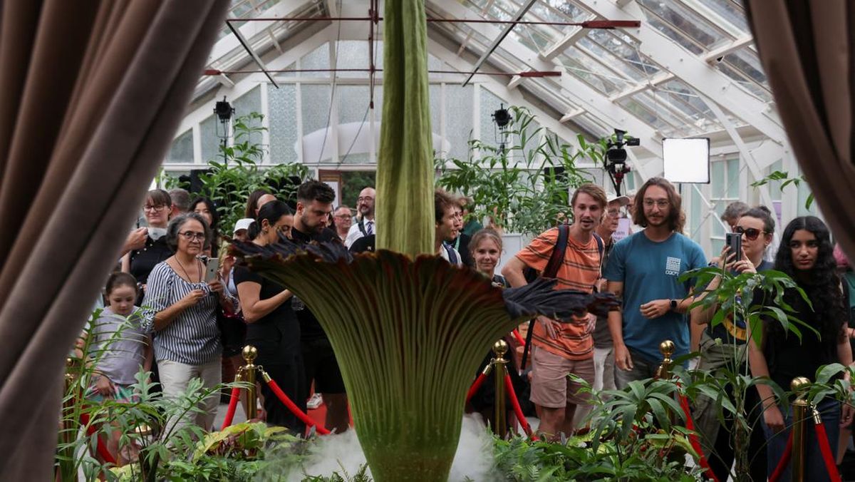 FOTO: Australia Terpikat Bau Busuk Bunga Bangkai Putricia