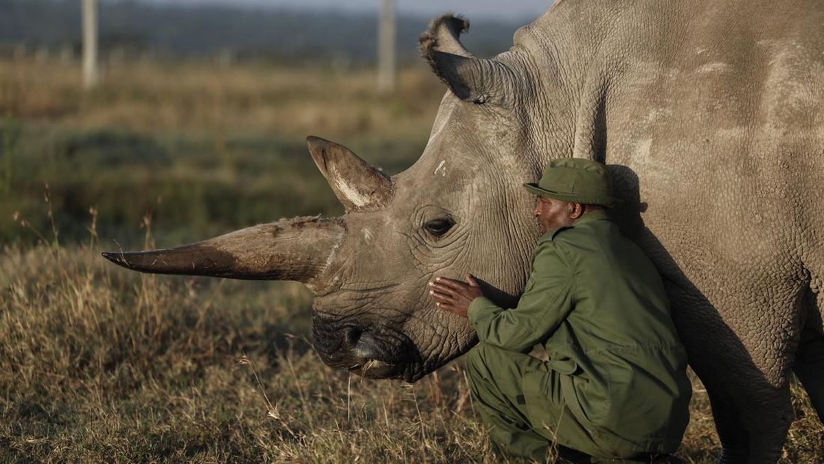 FOTO: Kisah Najin dan Fatu Badak Putih Terakhir di Muka Bumi