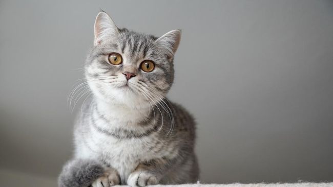 13 Jenis Kucing Bulu Pendek yang Cocok Dipelihara, Gemas!