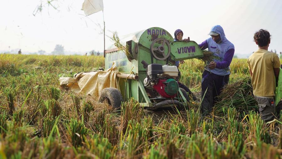 Produksi Beras Surplus Jutaan Ton, Bulog Diminta Langsung Numpuk Stok