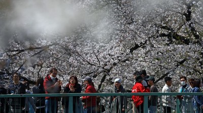 Kumpulan Gambar Bunga Sakura Info Terbaru Kondisi Bunga Sakura Di