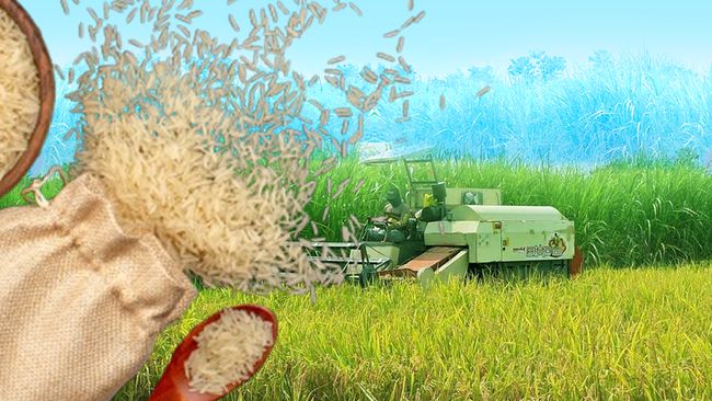 5 Daerah Lumbung Padi di Indonesia, Jawa Jadi Raja