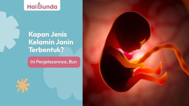 Kapan Jenis Kelamin Janin Terbentuk? Ini Penjelasannya, Bun