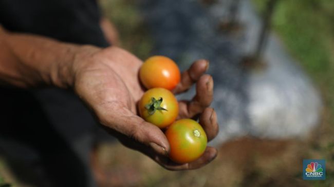 Tomat itu Buah atau Sayur? Ini Penjelasan Ilmiahnya