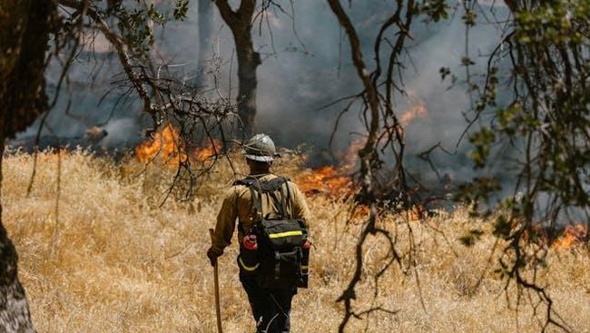 Kebakaran Hutan Landa Israel Akibat Cuaca Ekstrem
