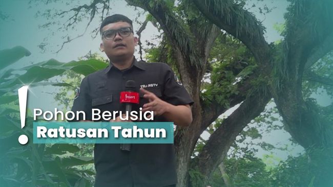 Wisata Magis Pohon Trembesi di Hutan De Djawatan Banyuwangi