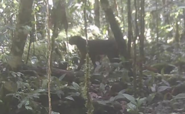 Heboh Kucing Merah Kalimantan Muncul Lagi Setelah Hilang 20 Tahun