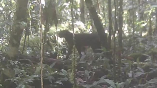 Heboh Kucing Merah Kalimantan Muncul Lagi Setelah Hilang 20 Tahun