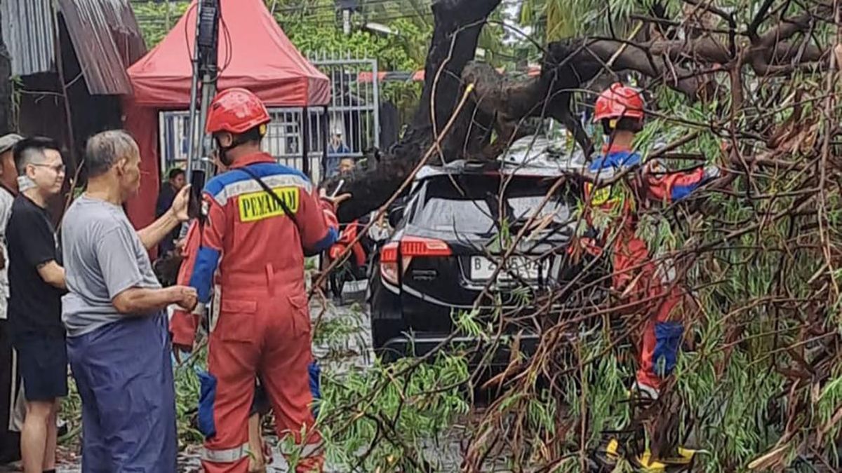 Lima Pohon Tumbang Imbas Hujan Angin di Jakarta, Timpa Mobil dan Rumah