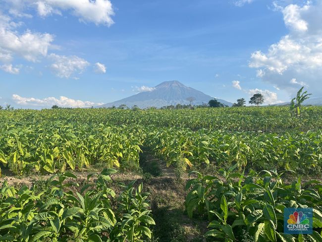 Pabrik Rokok Raksasa Setop Beli Tembakau, Petani Temanggung Menjerit