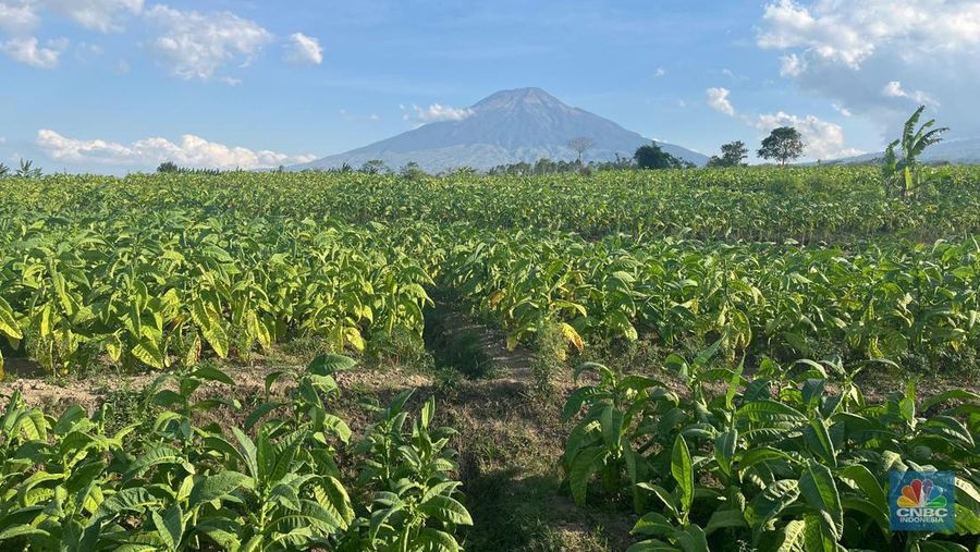 Pabrik Rokok Raksasa Setop Beli Tembakau, Petani Temanggung Menjerit