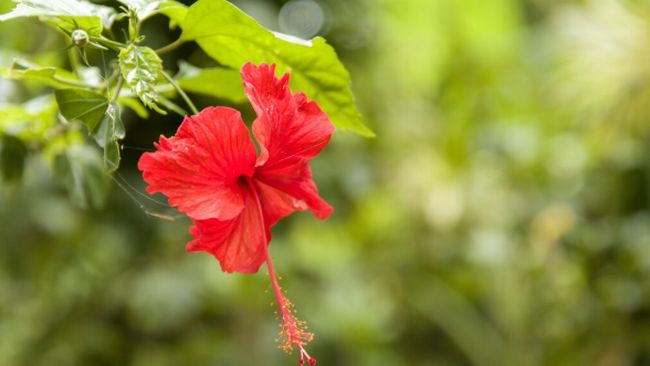 5 Manfaat Bunga Sepatu untuk Kesehatan, Bagaimana Cara Mengonsumsinya ...