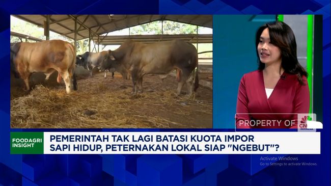 Video: Kuota Impor Sapi Hidup Dicabut, Apa Efeknya ke Peternak Lokal?