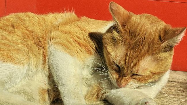 Kucing Oren di Depan FX Sudirman Jadi Destinasi Wisata hingga Muncul di ...