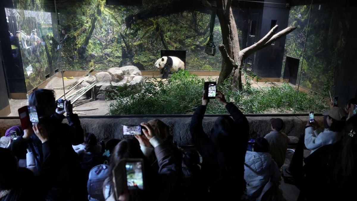 Foto: Saatnya Mengucap 'sayonara' Kepada Panda Xiao Xiao Dan Lei Lei