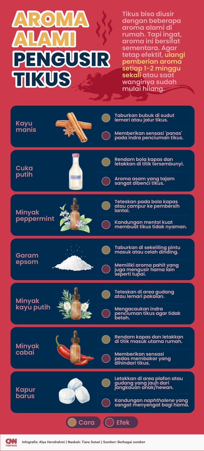 INFOGRAFIS: Aroma Alami Ini Ampuh Usir Tikus dari Rumah
