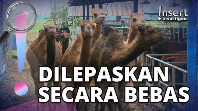 Impor 7 Ekor Unta, Pemilik Peternakan di Mojokerto Ungkap Perawatannya
