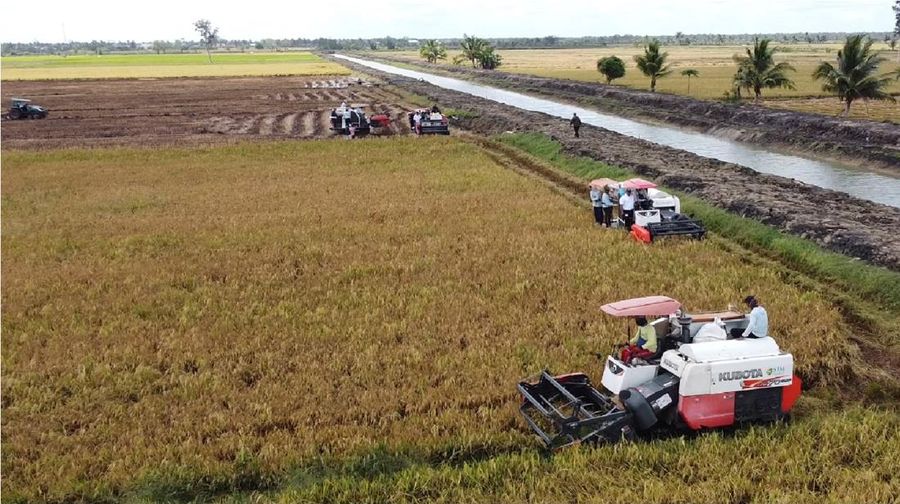 Produksi Beras di Merauke Melonjak, Harga Turun ke Rp15.500/ Kg